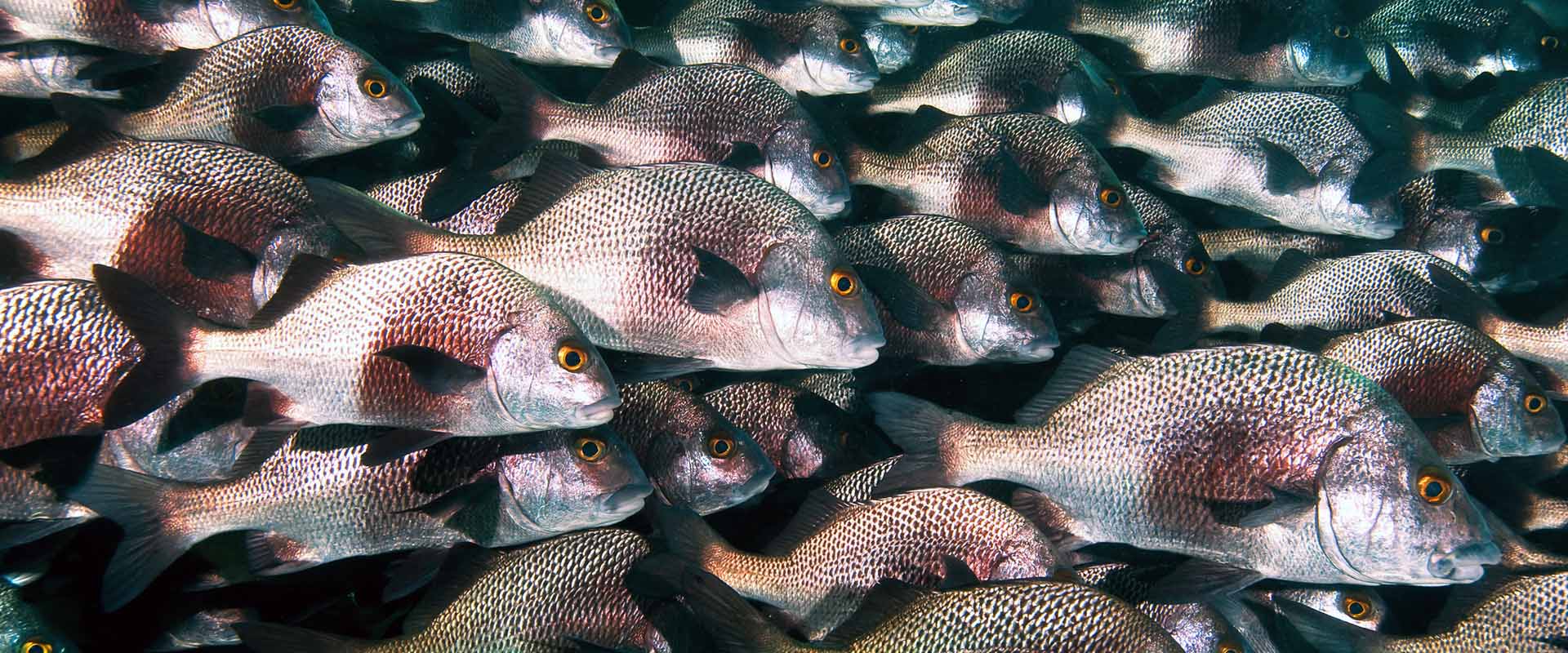 홀챈, 벨리즈의 2 리브어보드 - LiveAboard.com