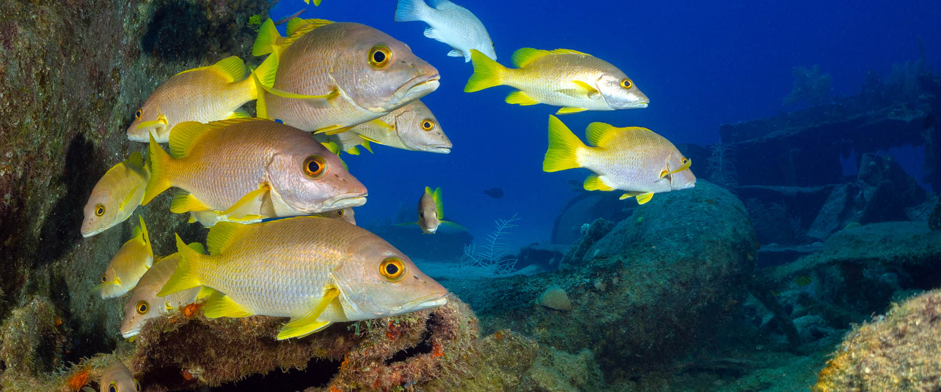 Liveaboards in Oro Verde, Kaaimaneilanden - LiveAboard.com