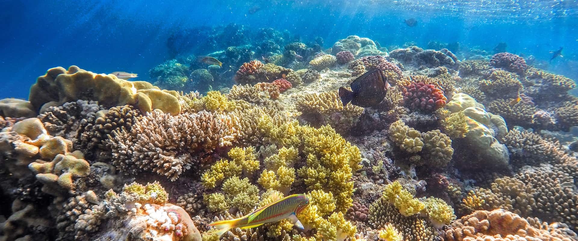 64 Liveaboards in Red Sea, Egypt - LiveAboard.com