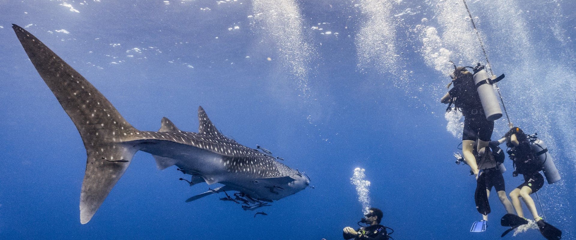 13 Liveaboards in Tubbataha, Philippines - LiveAboard.com