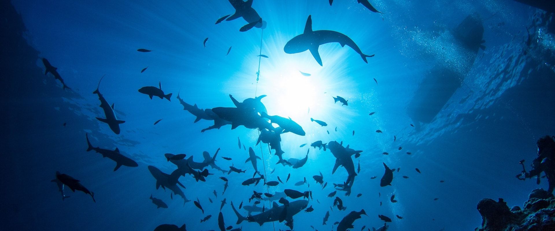 Compare All Diving Liveaboards in Polynesia with March, 2027 Departures