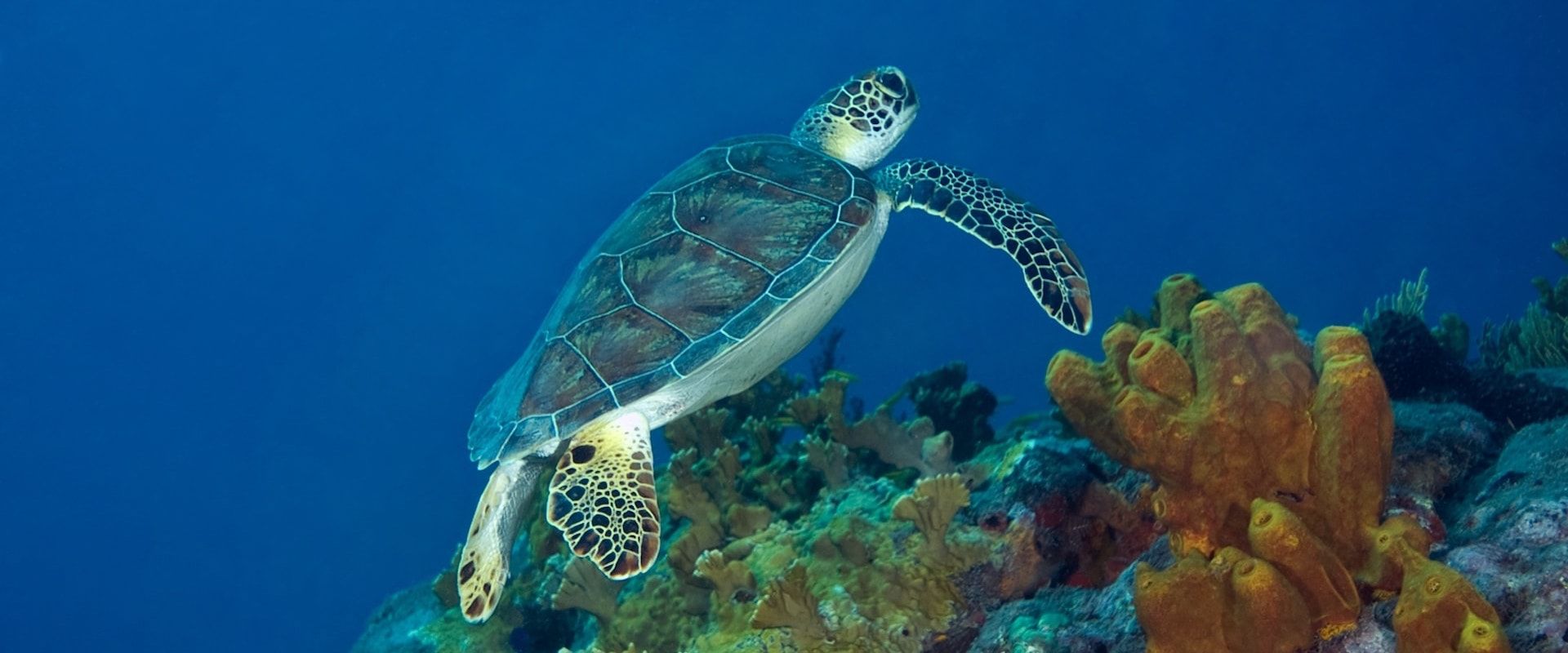 Browse Diving Liveaboard in St Maarten with May, 2027 Departures