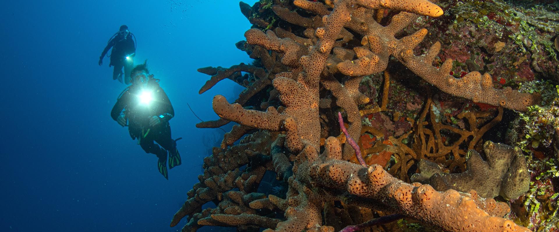 2 Liveaboards in West Caicos, Turks and Caicos - LiveAboard.com