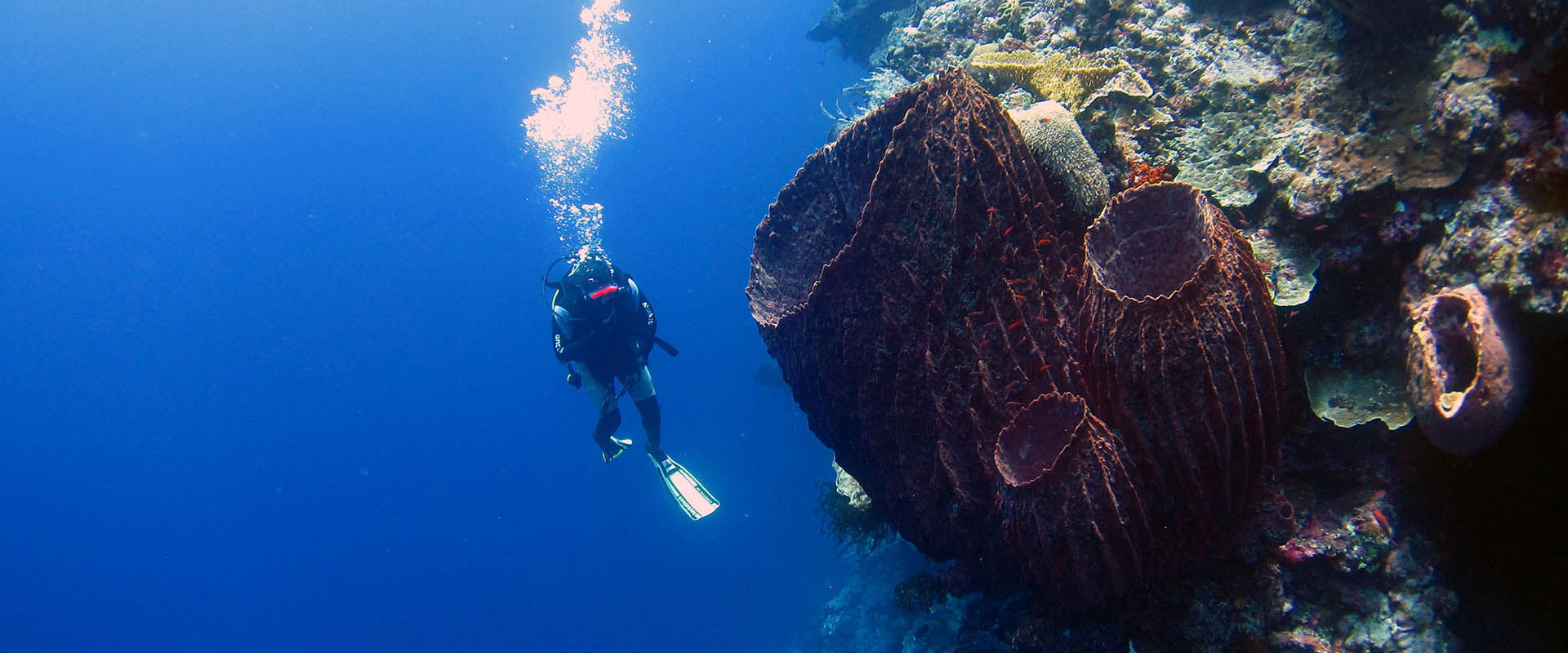 48 Liveaboards in Banda Sea, Indonesia - LiveAboard.com