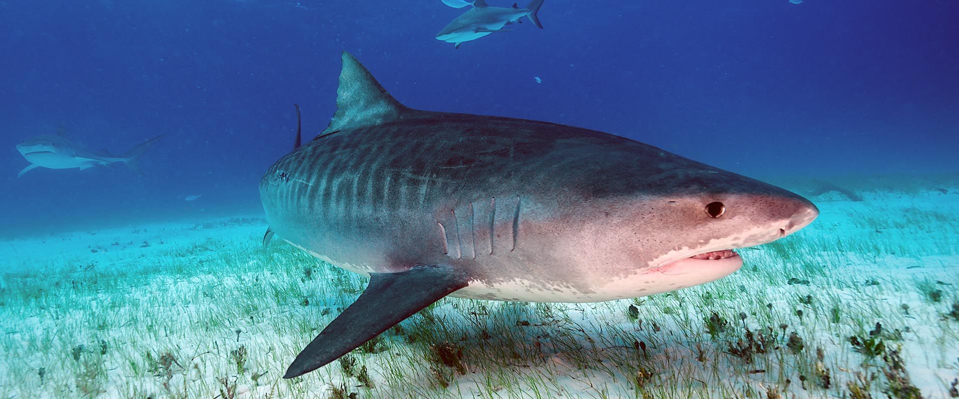 2 Liveaboards in Grand Bahama, Bahamas - LiveAboard.com