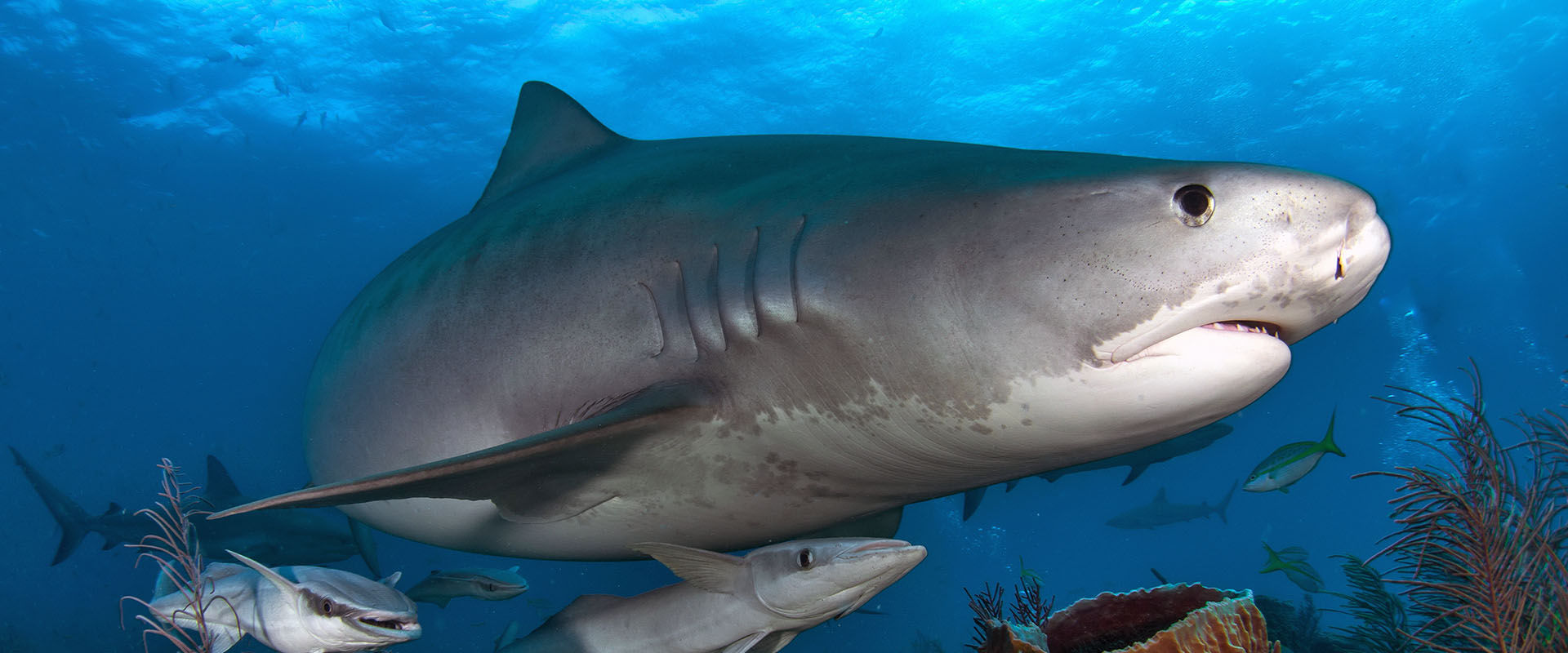 4 Liveaboards in Tiger Beach, Bahamas - LiveAboard.com