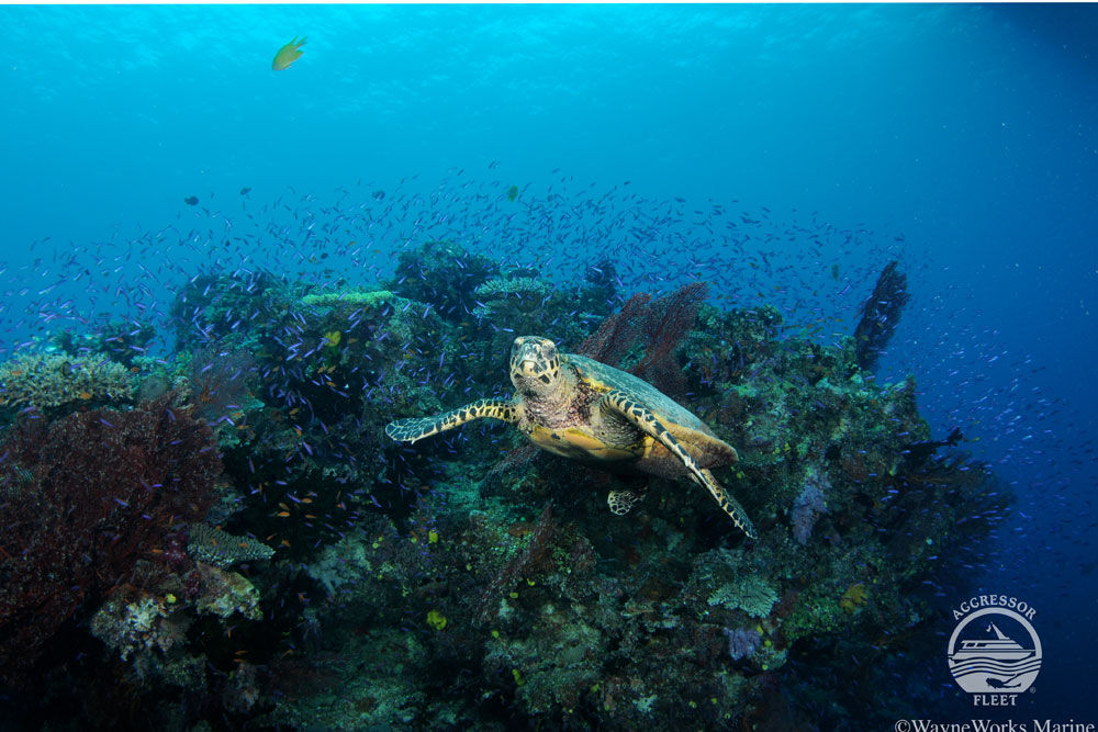 Fiji Aggressor, Fiji - LiveAboard.com