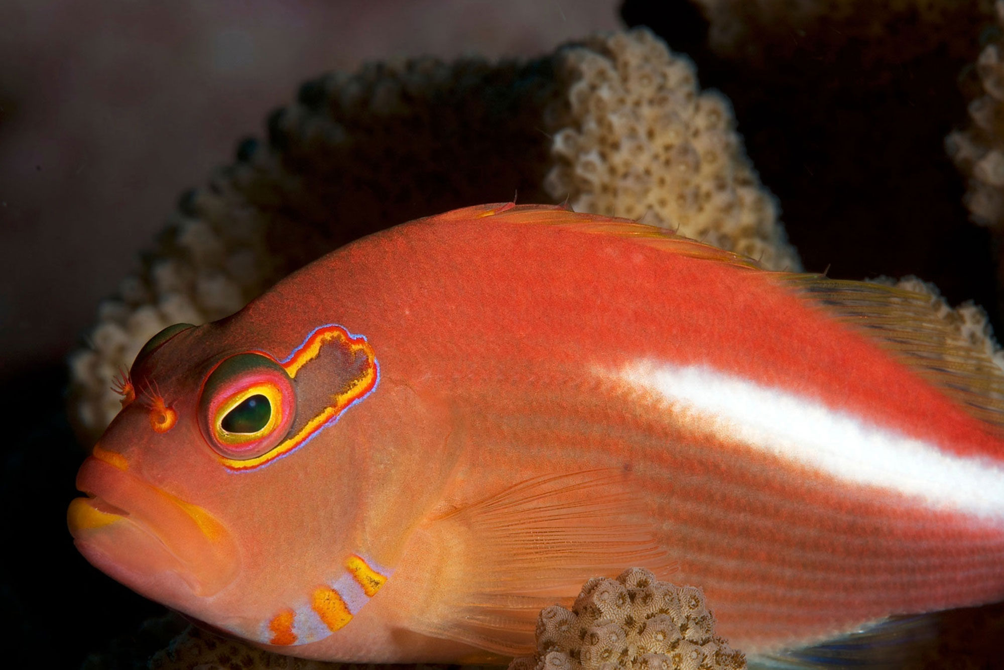Kona Aggressor II, Hawaii - LiveAboard.com