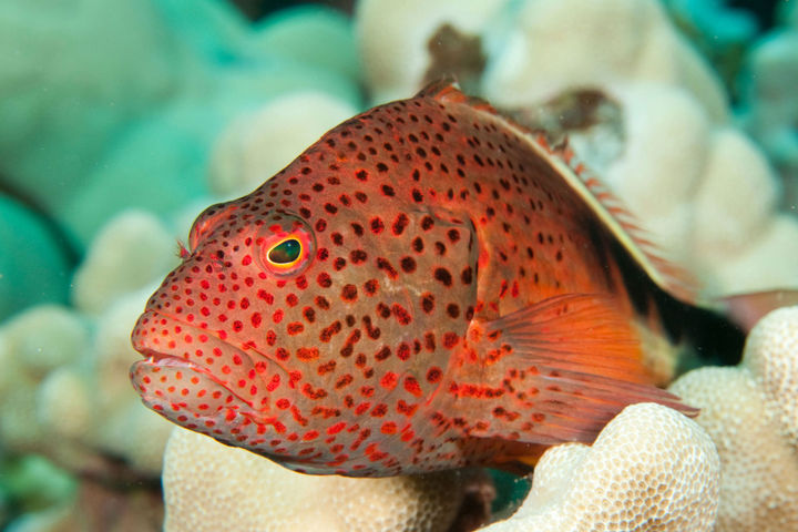 Kona Aggressor II, Hawaii - LiveAboard.com