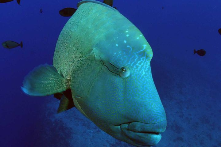 Palau Aggressor II, Micronesia - LiveAboard.com