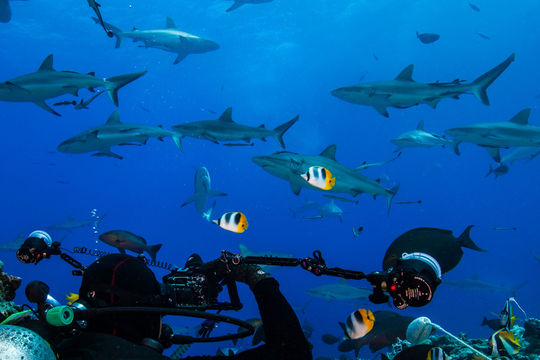 Spoilsport Liveaboard, Australia - LiveAboard.com