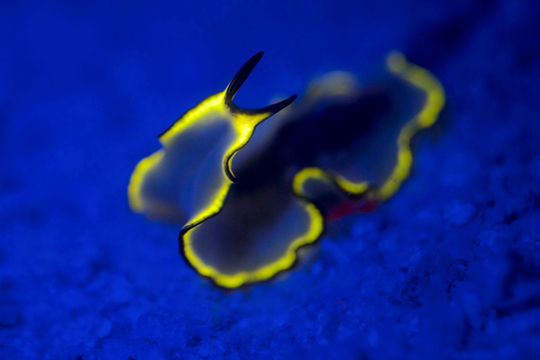 Ocean Quest Liveaboard, Australia - LiveAboard.com