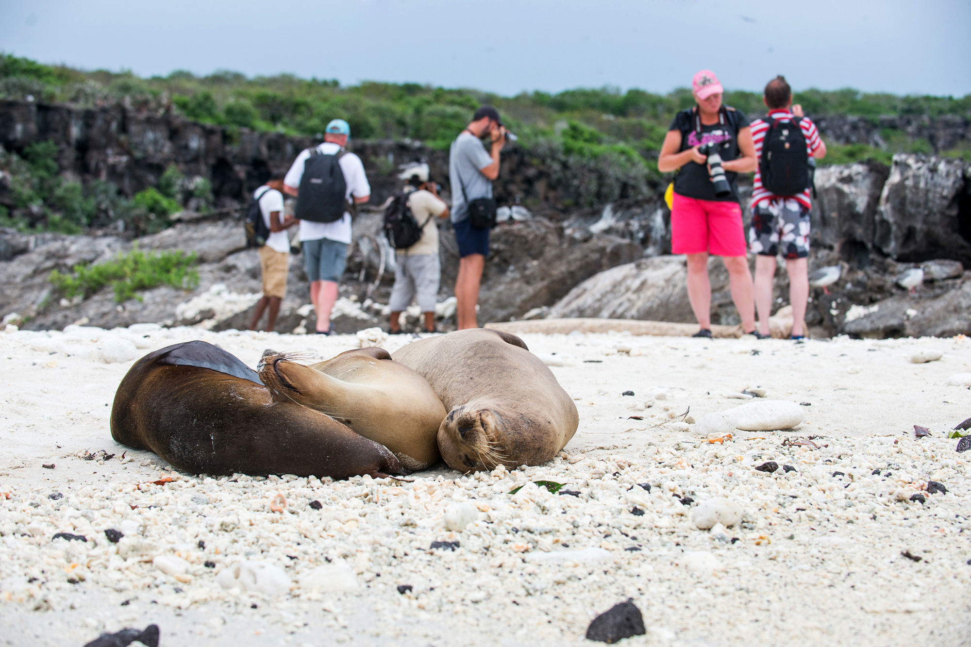 Beagle Cruise Ship, Galapagos - LiveAboard.com