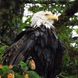 Island Spirit Cruise Ship, Alaska - LiveAboard.com