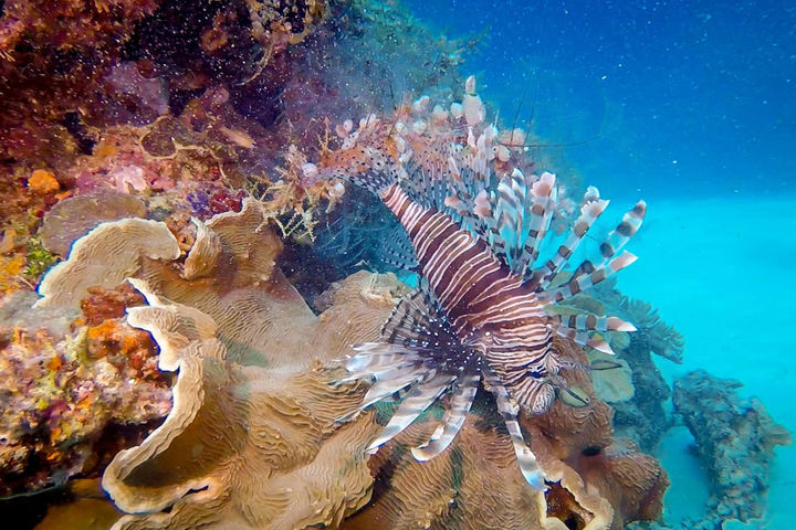 Wisesa, Indonesia - LiveAboard.com