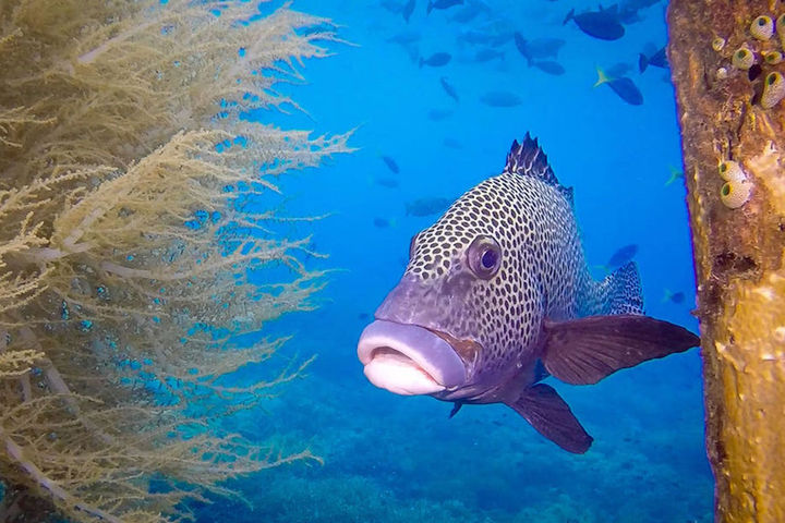 Wisesa, Indonesia - LiveAboard.com