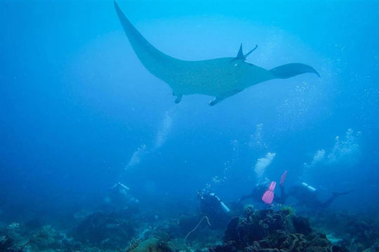 Wisesa, Indonesia - LiveAboard.com