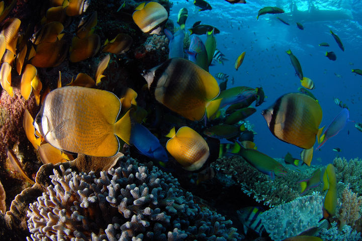 Jakaré, Indonesia - LiveAboard.com