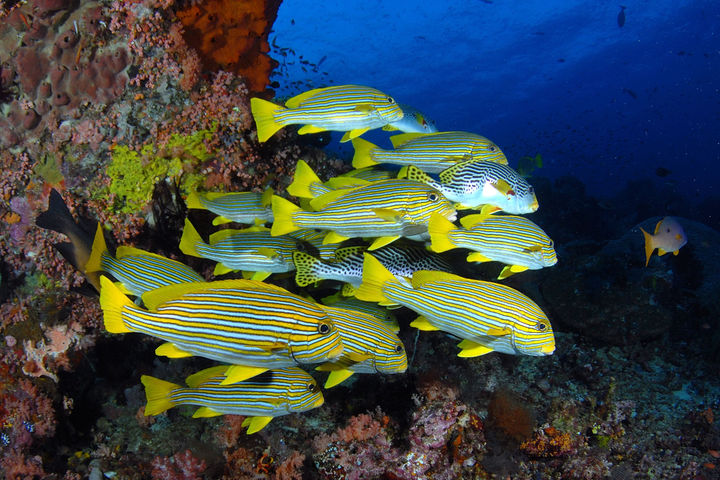 Jakaré, Indonesia - LiveAboard.com