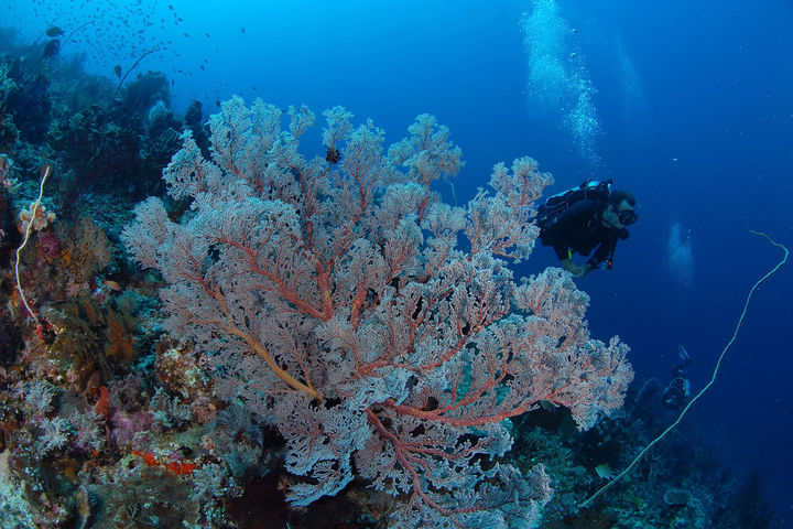 Jakaré, Indonesia - LiveAboard.com