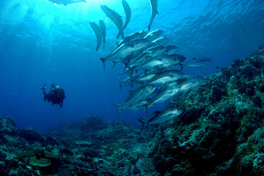 Jakaré, Indonesia - LiveAboard.com