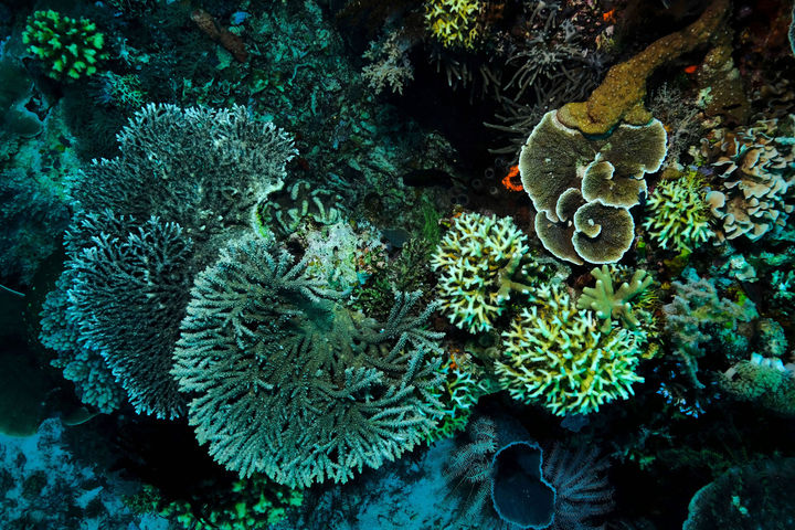 Jakaré, Indonesia - LiveAboard.com