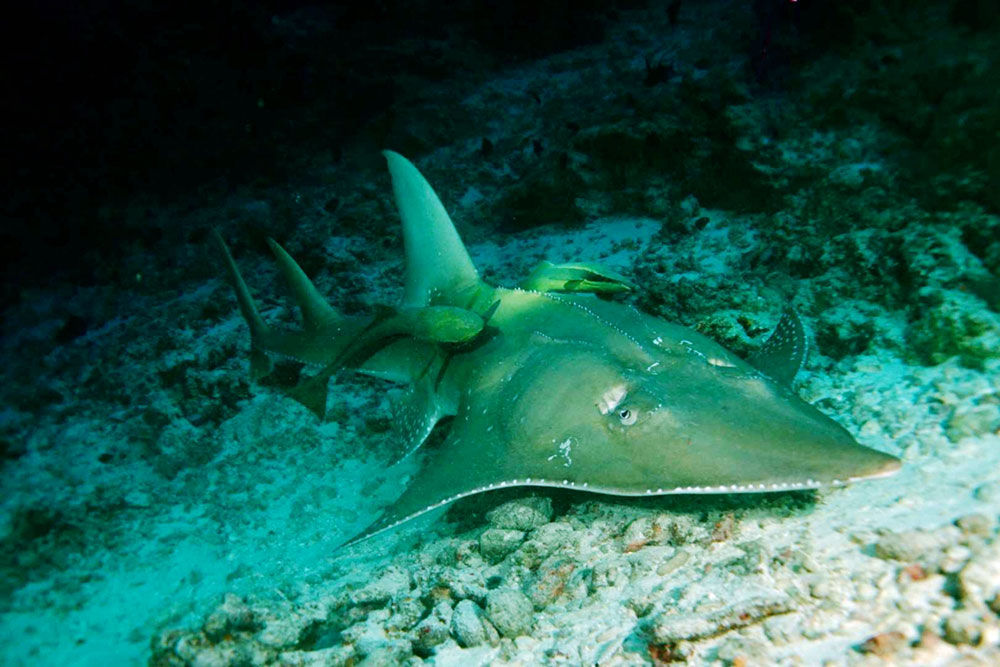 Infinity X Liveaboard, Maldives - LiveAboard.com