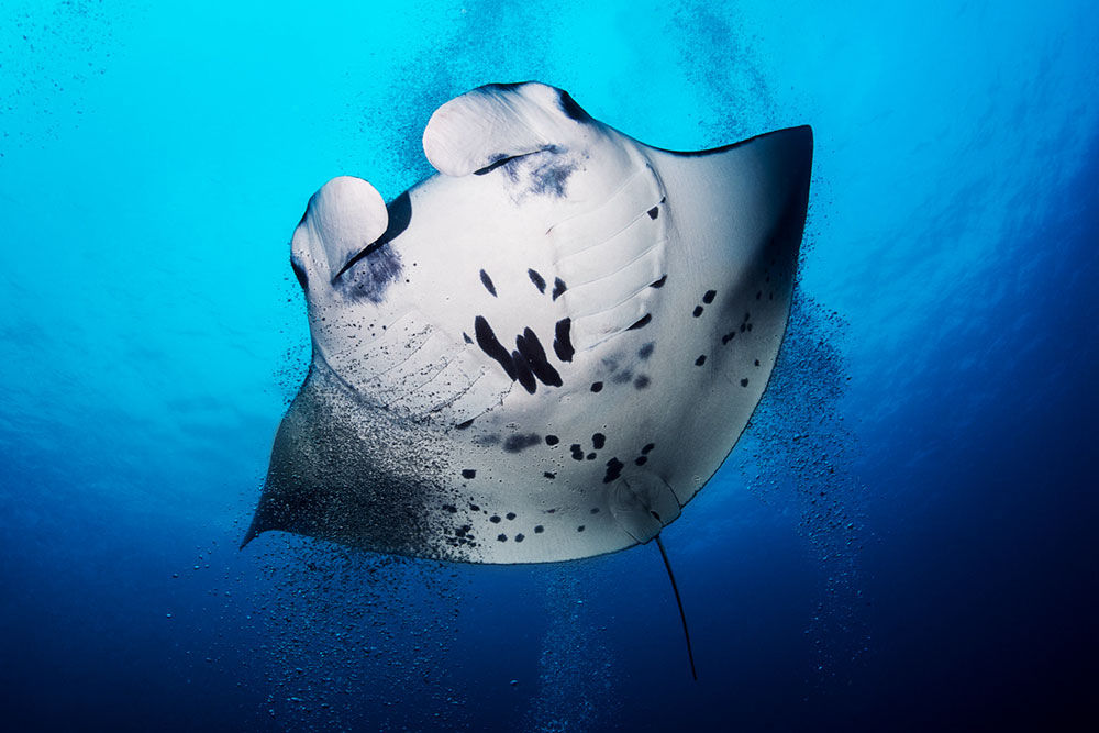 Infinity X Liveaboard, Maldives - LiveAboard.com