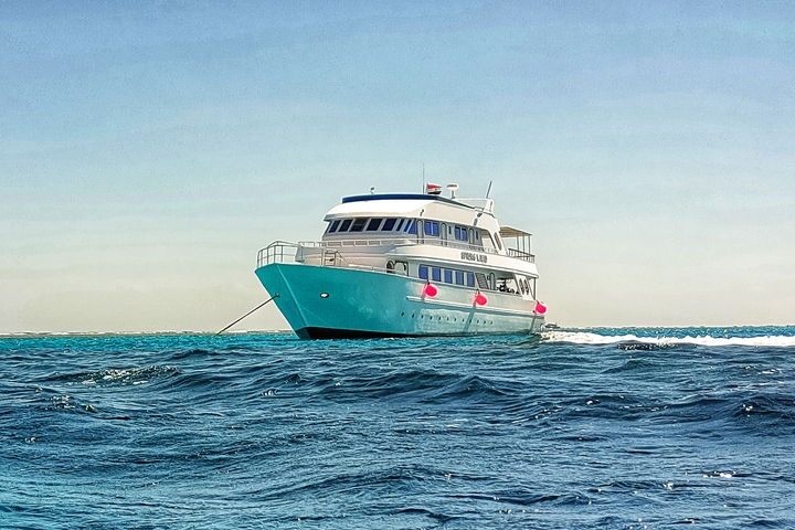Springland Liveaboard, Egypt - LiveAboard.com