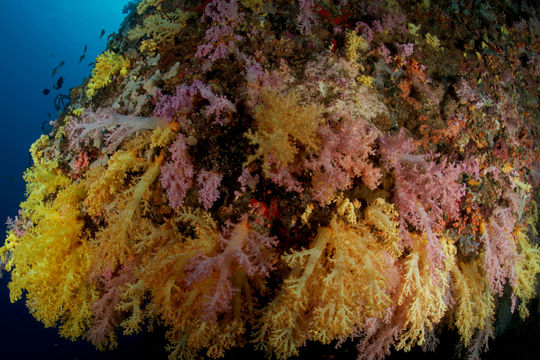 Philippines Aggressor II, Philippines - LiveAboard.com